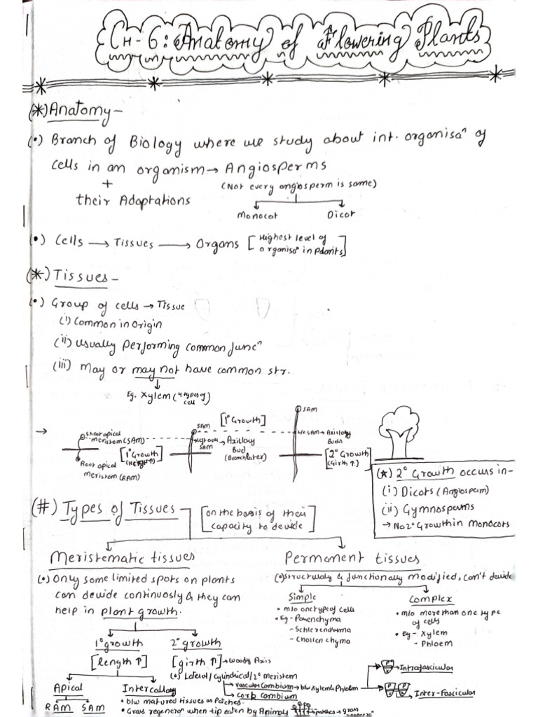 Anatomy of Flowering Plants Biogy Neet | PDF