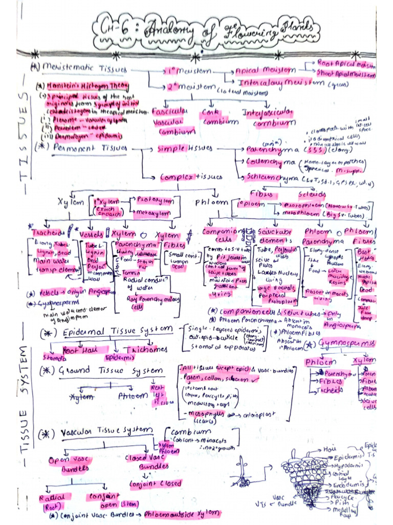 Anatomy of Flowering Plants Short Notes Biogy Neet | PDF
