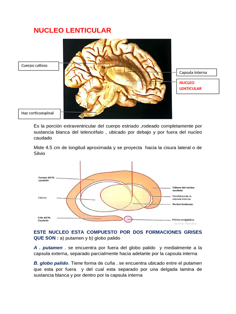 Nucleo Lenticular | PDF | Cerebro | Cerebro