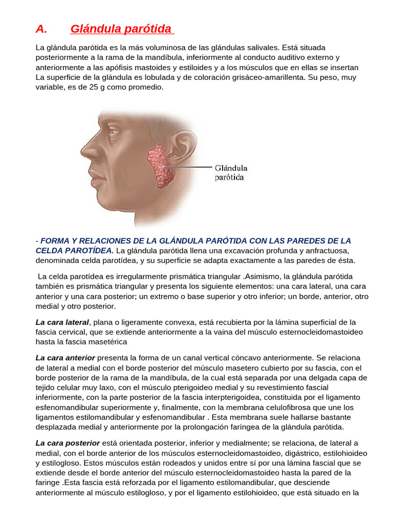 Anatomía de la Glándula Parótida | PDF | Anatomía humana | Cabeza y ...