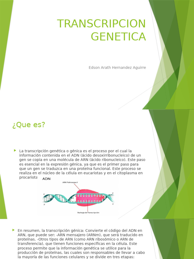 Transcripcion Genetica | PDF | Rna | Adn