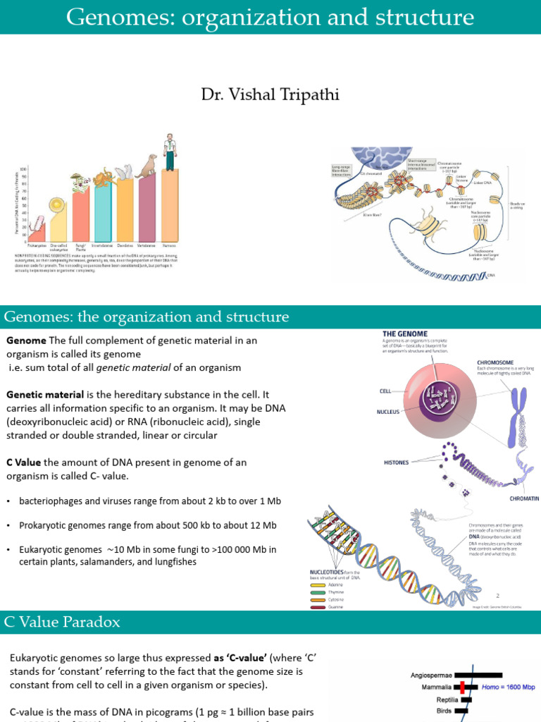 C Value Paradox in Mammalian Genomes | PDF | Histone | Chromatin