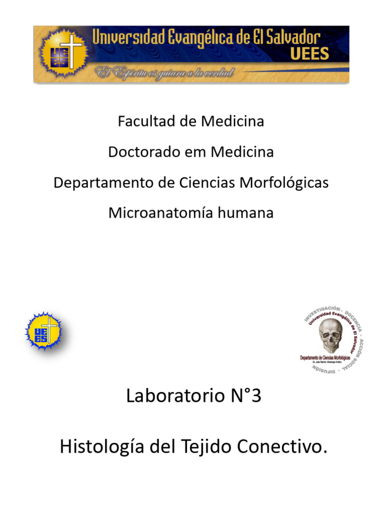 Microlab Nº3 | PDF | Tejido conectivo | Citoplasma