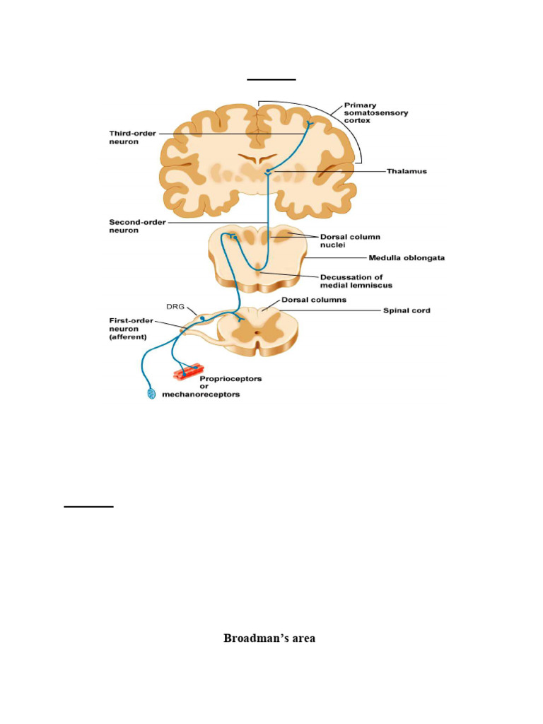 Neurophysiology and Special Senses Charts | PDF | Somatosensory System ...