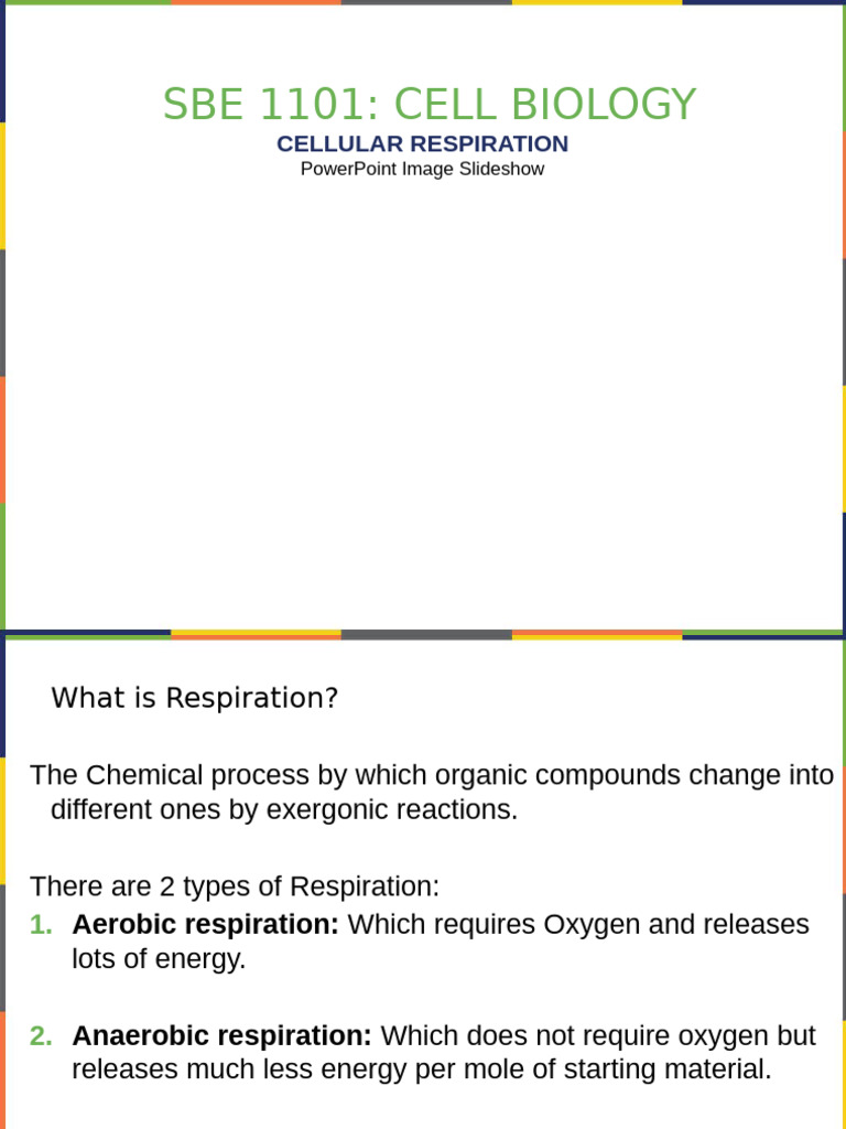 Cellular_Respiration | PDF | Cellular Respiration | Adenosine Triphosphate