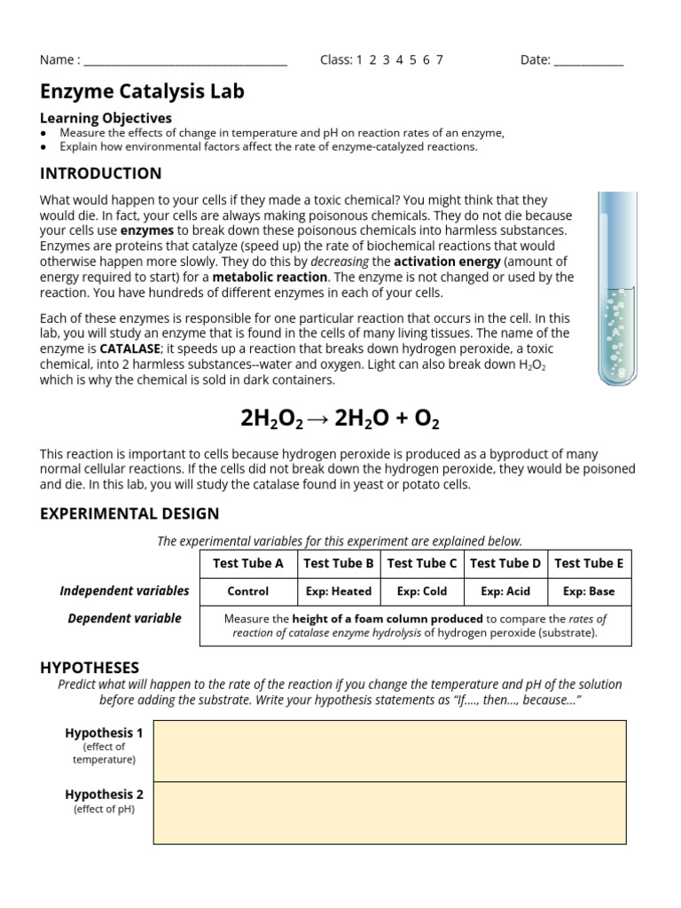 Enzyme Catalysis Lab Guide | PDF | Catalase | Enzyme
