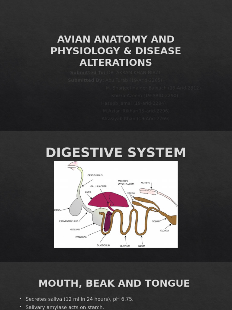 Poultry Pathology Presentation 11-1 | PDF | Lymphatic System | Kidney