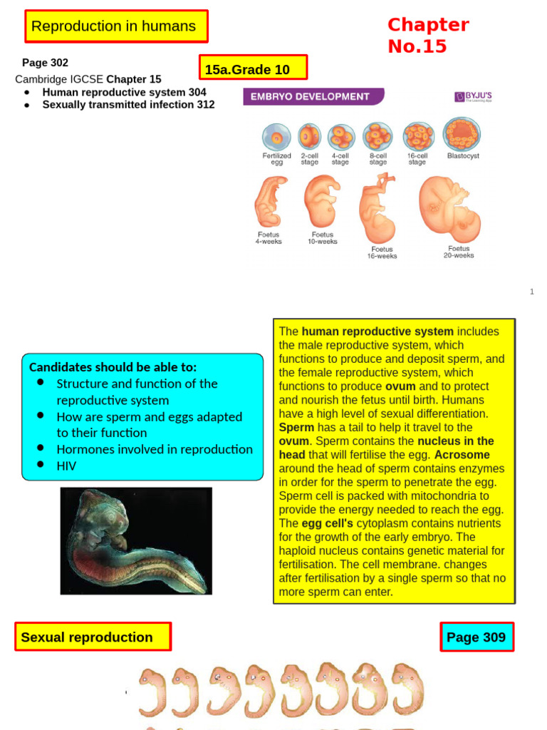 15a.reproduction in Humans. Grade 10 Miss Elsa | PDF | Reproductive ...
