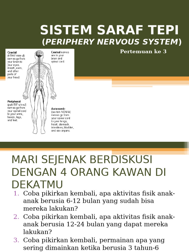 Sistem Saraf Perifer Somatik and | PDF