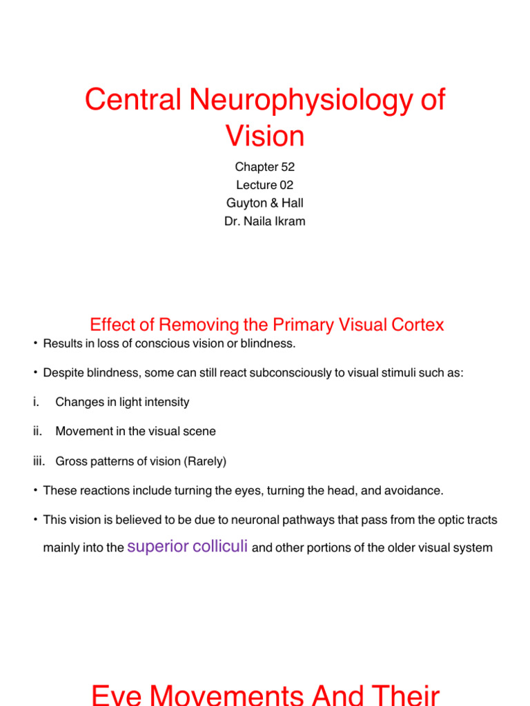 Central Neurophysiology of Vision 2 | PDF | Visual System | Visual ...