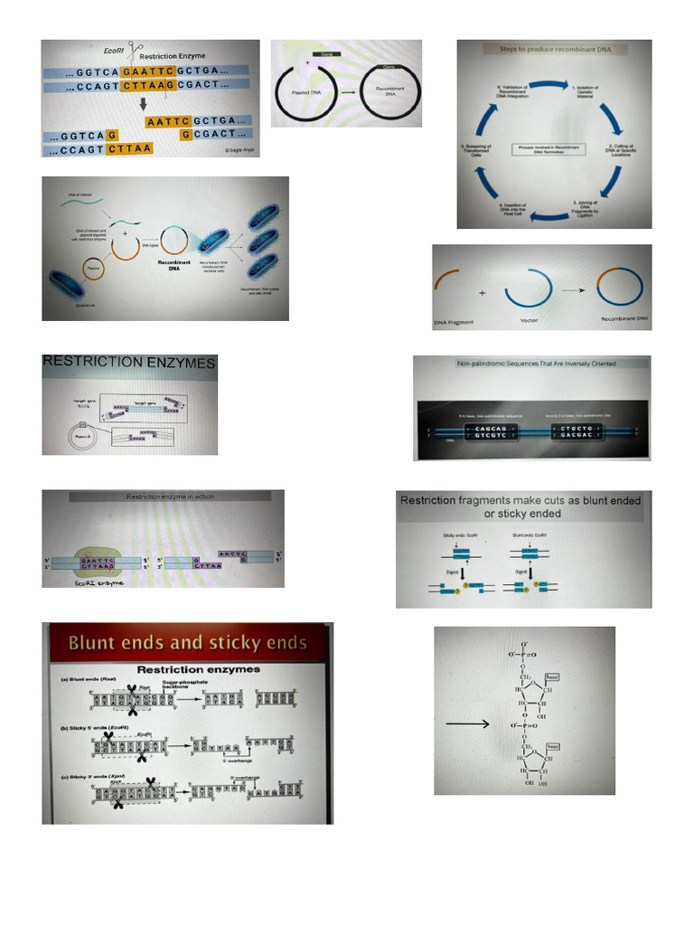 Genetics Diagrams | PDF