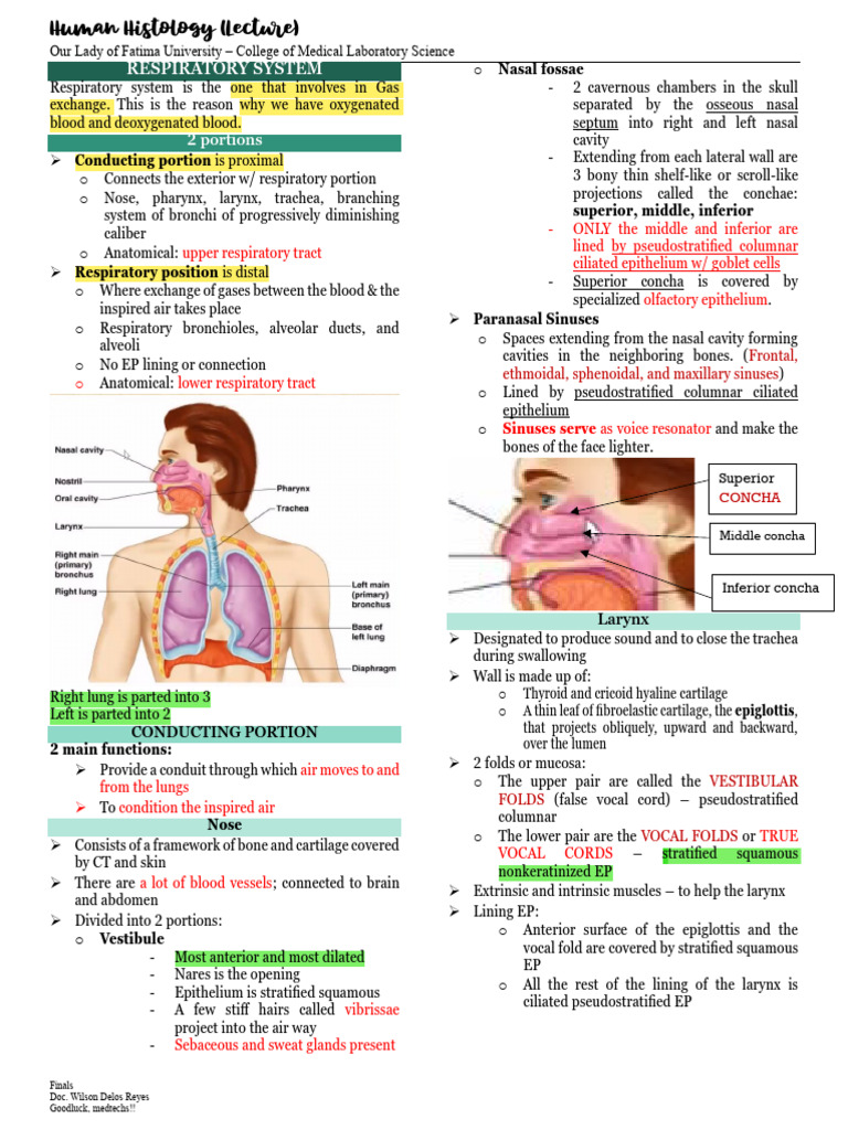 RESPIRATORY SYSTEM With Laboratory Part | PDF | Respiratory Tract | Lung