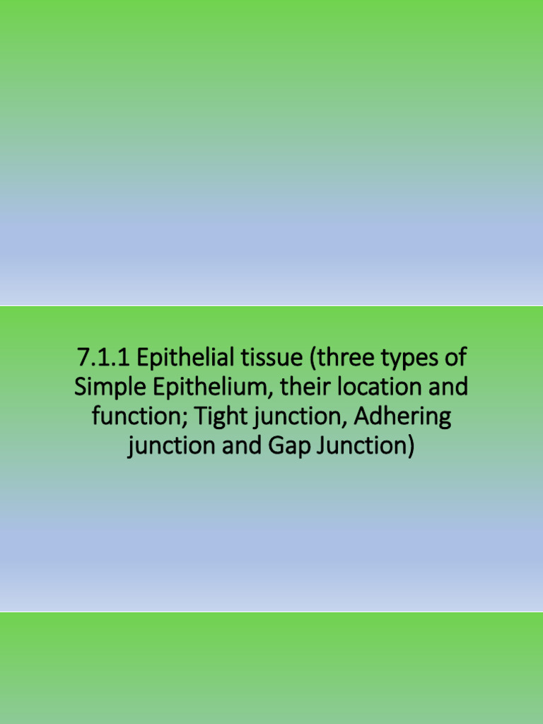 Animal Tissue Types and Functions | PDF | Epithelium | Muscle