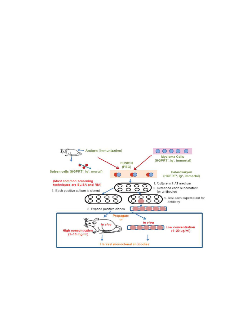 Lect - 5 - Monoclonal Antibodies | PDF | Monoclonal Antibody | Antibody