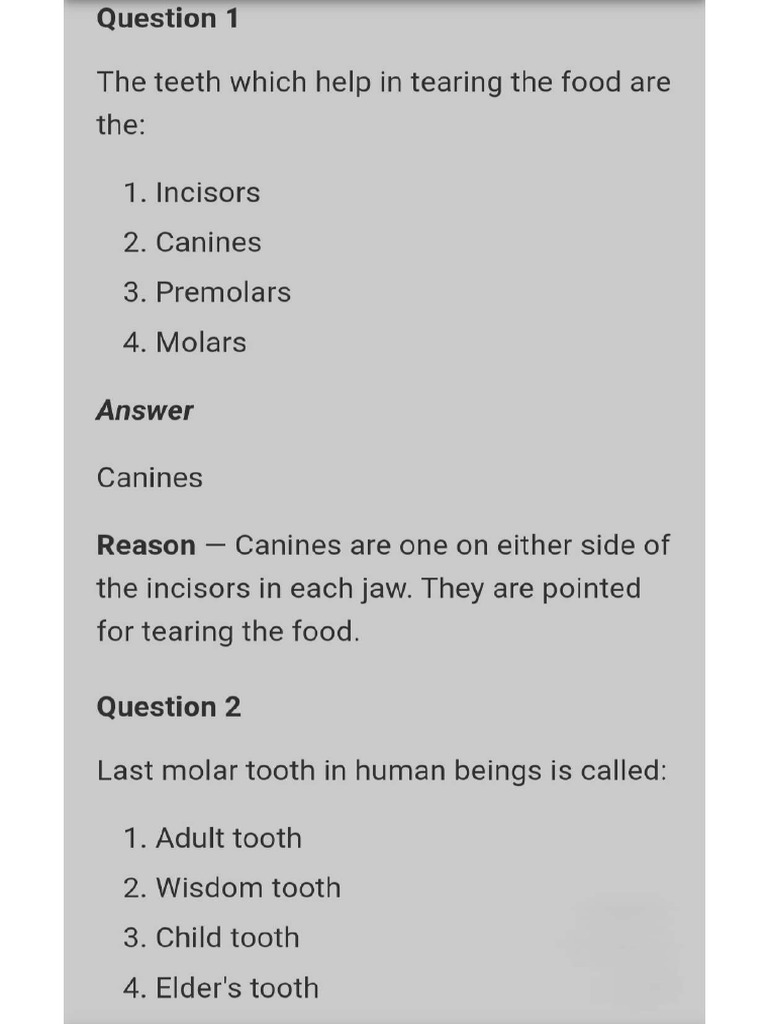 Digestive System | PDF