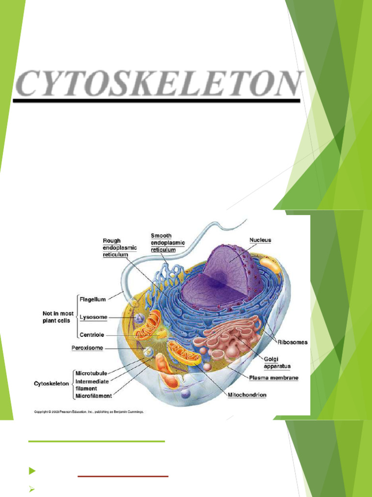 Cy to Skeleton | PDF | Cytoskeleton | Actin