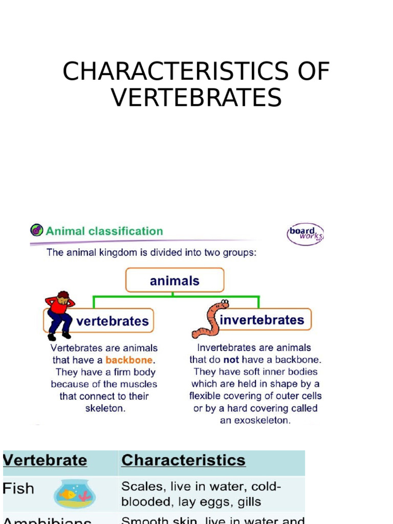 Classification of Animals | PDF