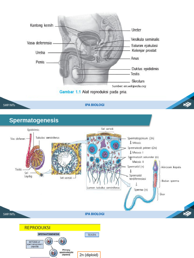 9.1 BAB 1 Sistem Reproduksi Manusia | PDF