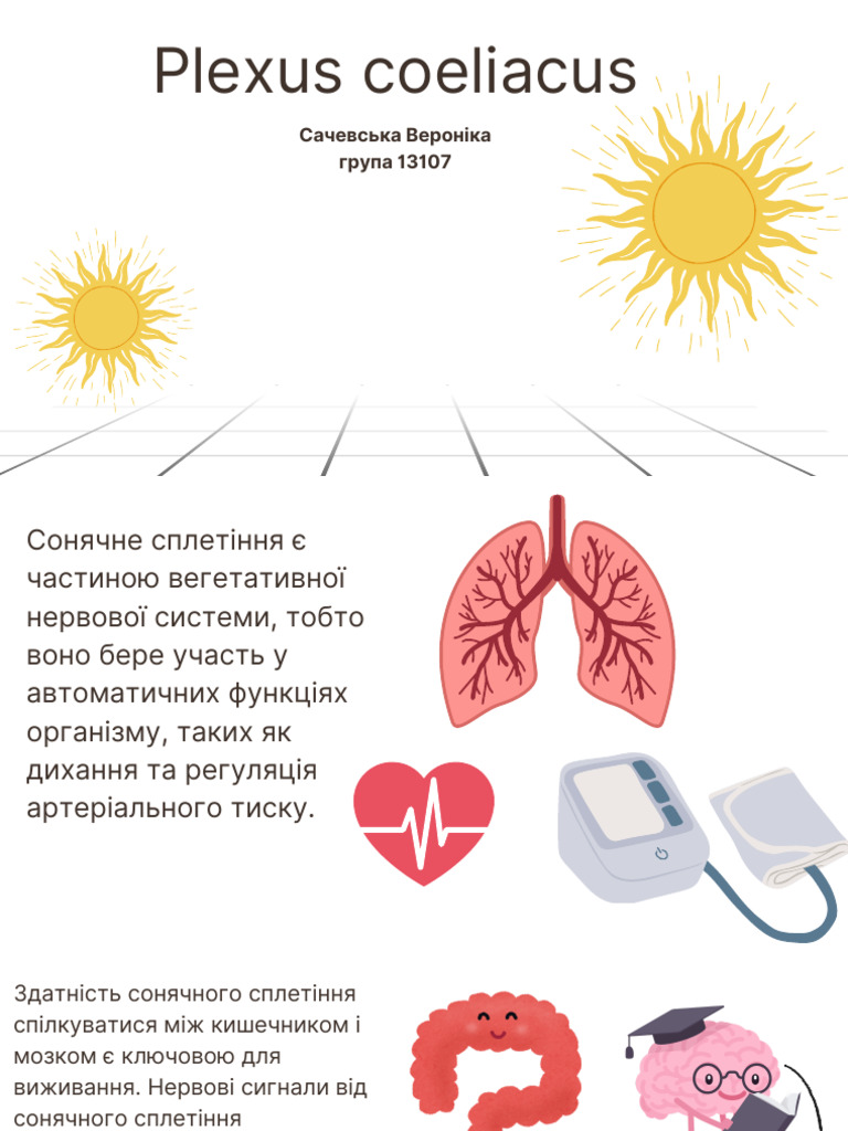Plexus Coeliacus | PDF