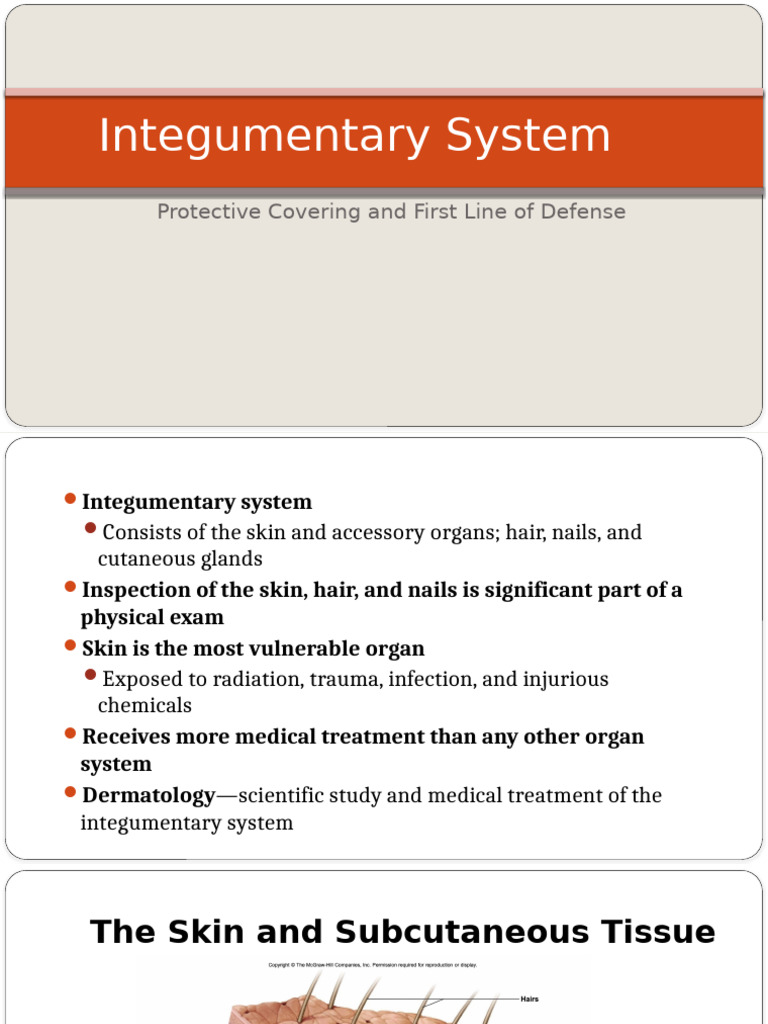 Integumentary System | PDF | Epidermis | Skin
