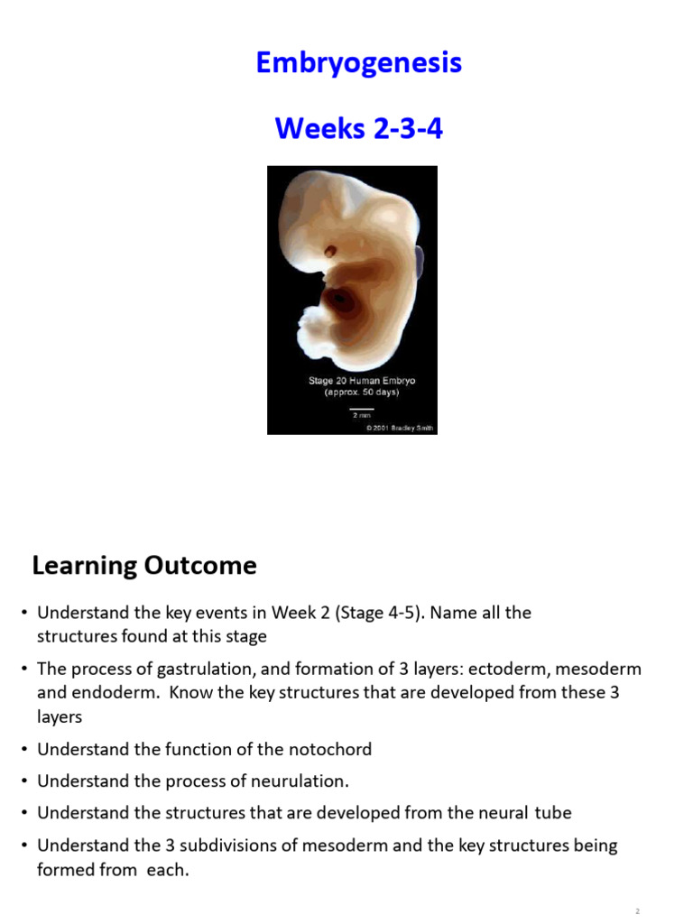 Embryology L2 Weeks 2,3,4 | PDF | Embryo | Anatomy