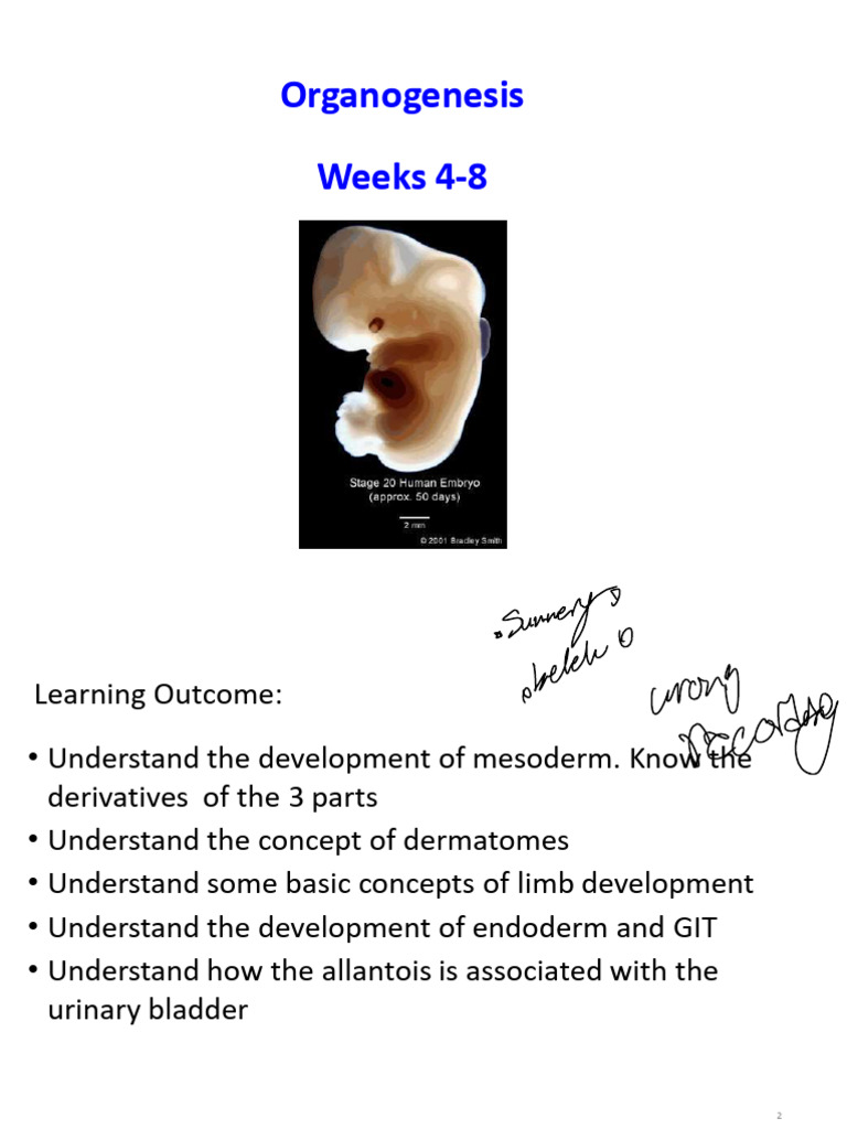 Embryology L3 Weeks 4 8 | PDF | Anatomy | Developmental Biology