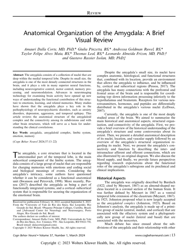 Anatomical Organization of The Amygdala | PDF | Striatum | Amygdala