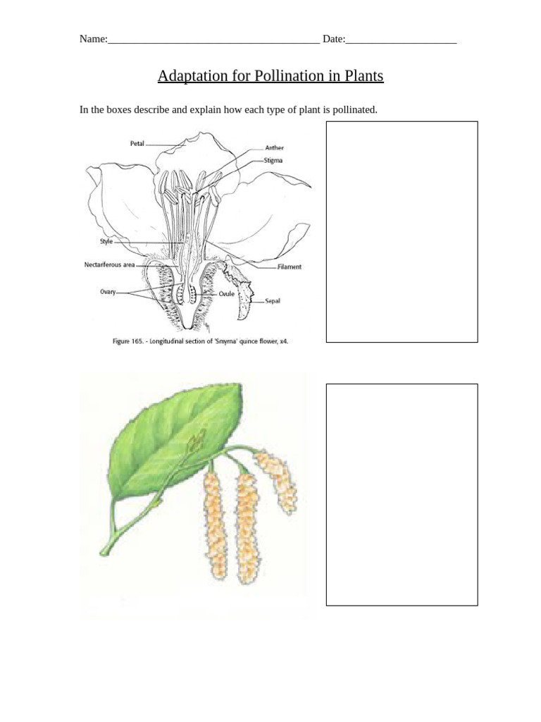 Adaptation For Pollination in Plants | PDF