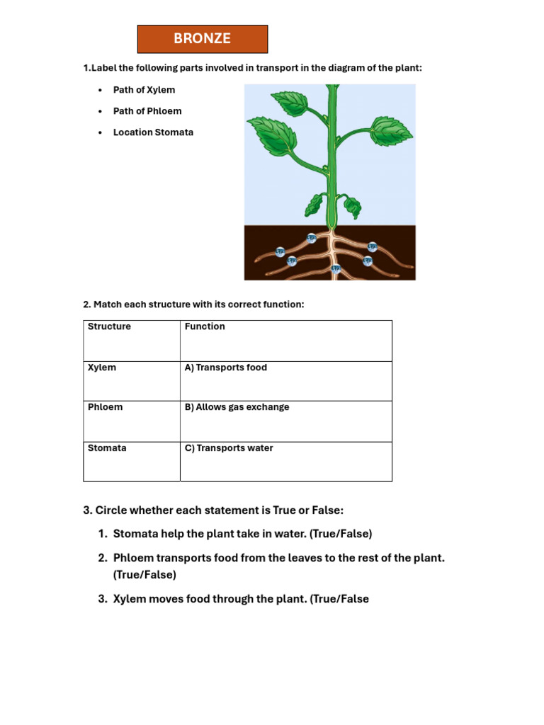 WORKSHEET-Plant Transport | PDF