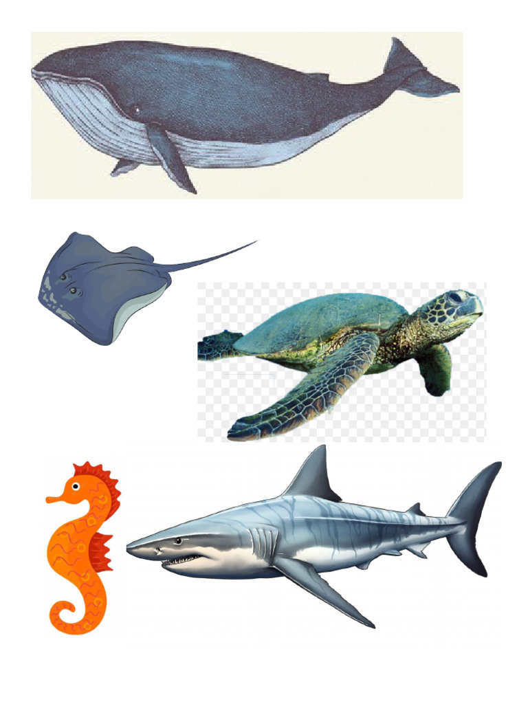Animales de Mar | PDF