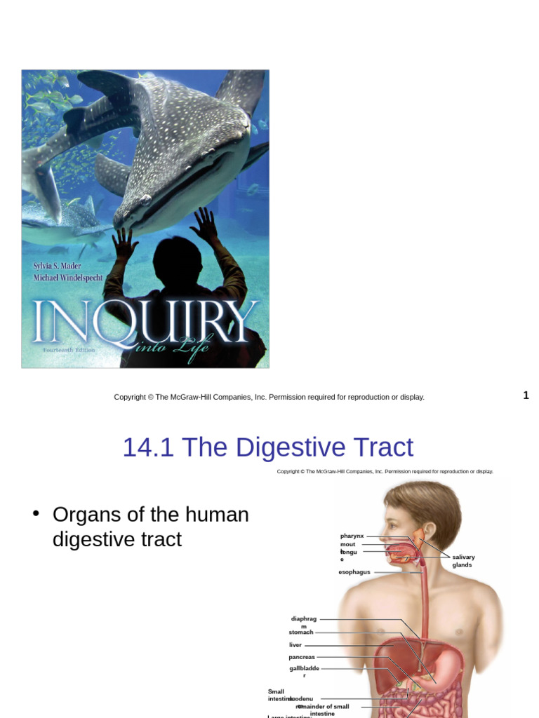 BIO Digestive System | PDF | Stomach | Human Digestive System
