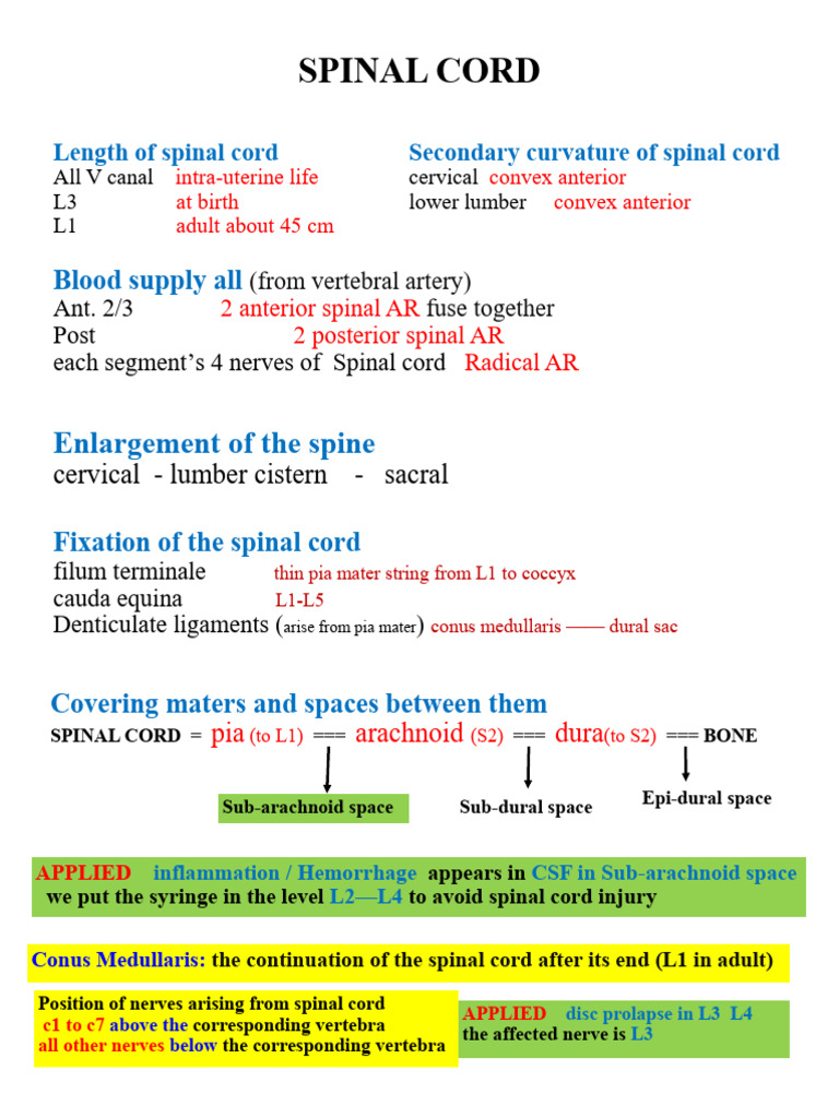 Cervical Spine Anatomy and Function | PDF | Spinal Cord | Vertebral Column