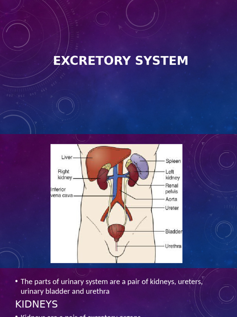 Excretory System | PDF | Kidney | Prostate