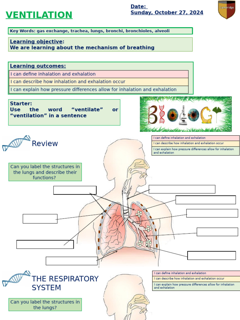 l3. Ventilation y8 | PDF | Exhalation | Breathing
