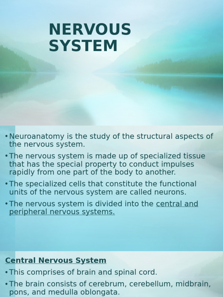 Nervous System | PDF | Cerebellum | Spinal Cord