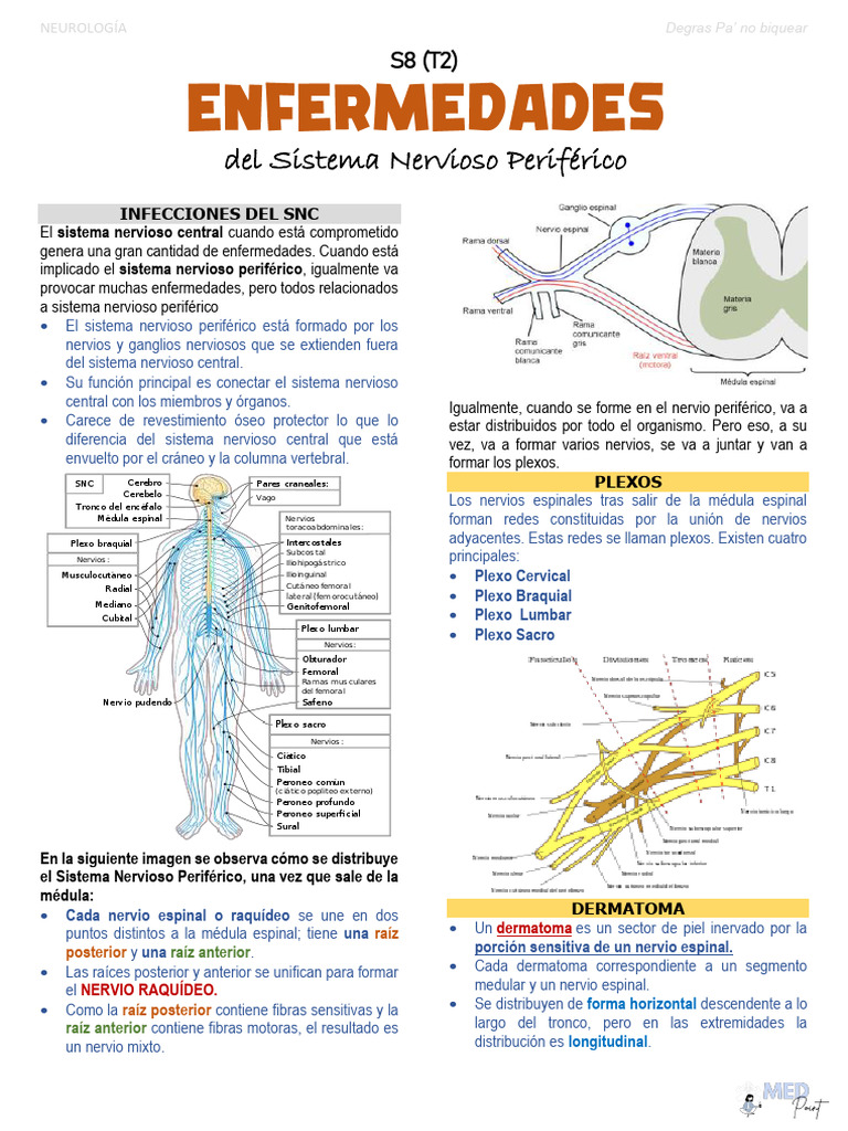 S8 - Enfermedades Del Sistema Nervioso Periférico | PDF | Nervio | Mielina