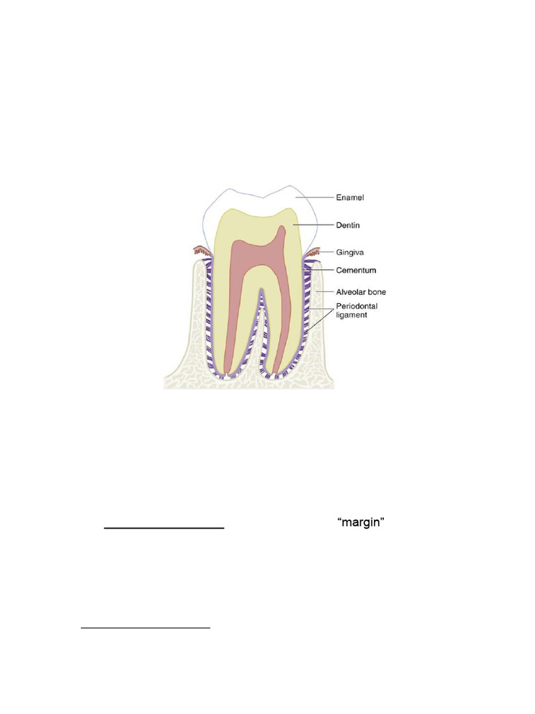 Perio Final | PDF | Epithelium | Periodontology