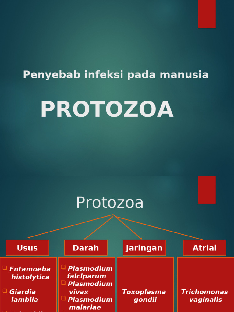 Matkul PR Parasitologi (Protozoa Usus) | PDF