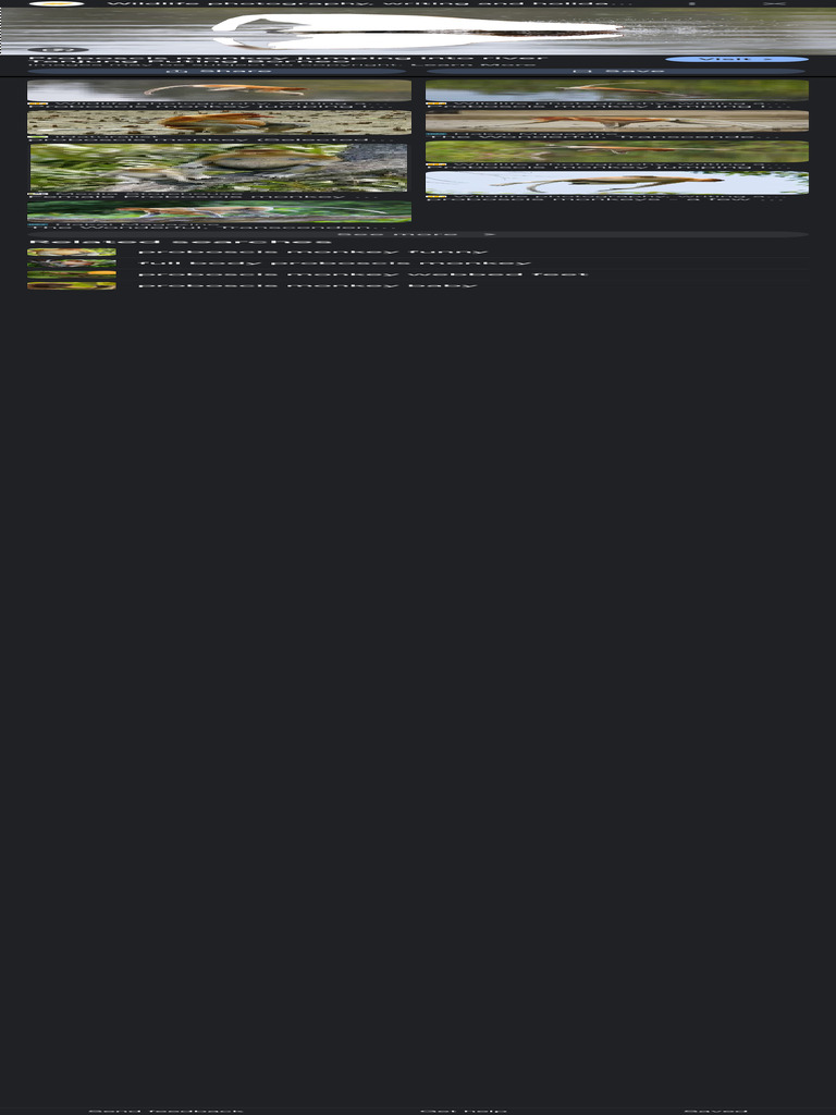 Proboscis Monkey - Google Search | PDF | Young Adult