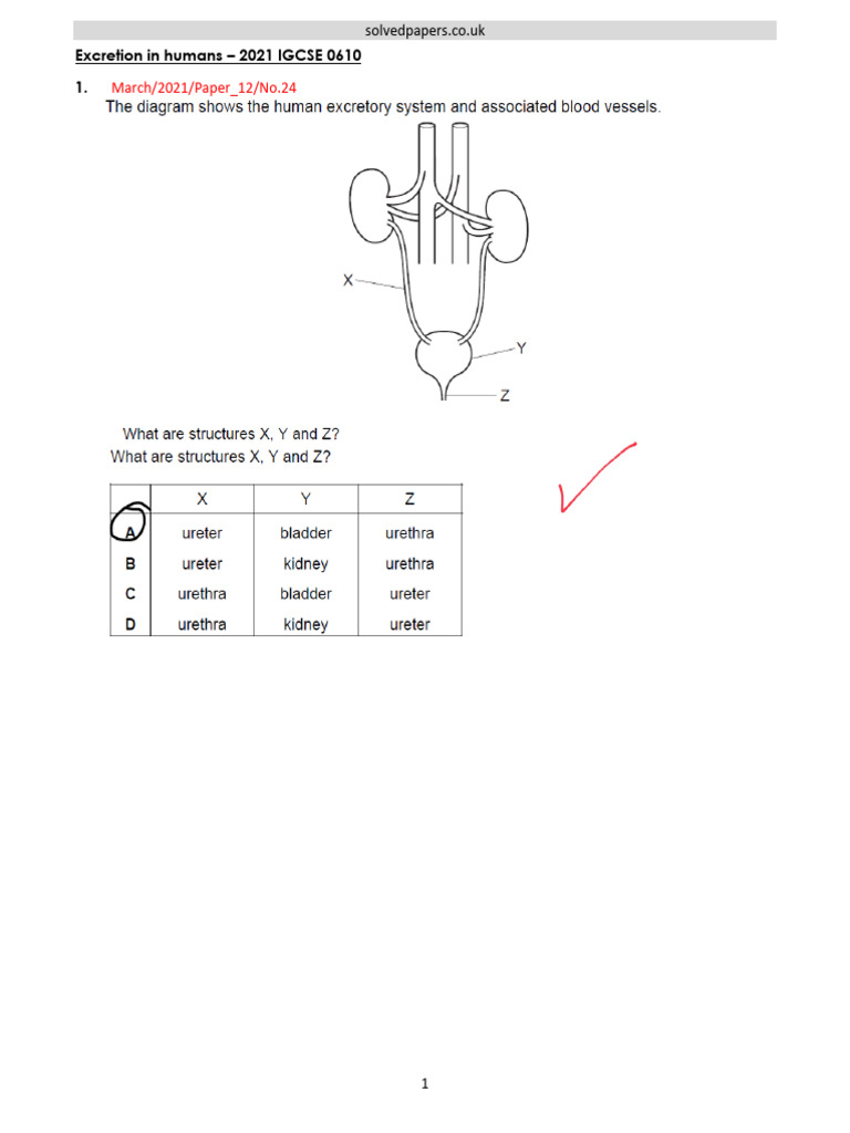 2021J Excretion in Humans IGCSE 0610 Stru | PDF