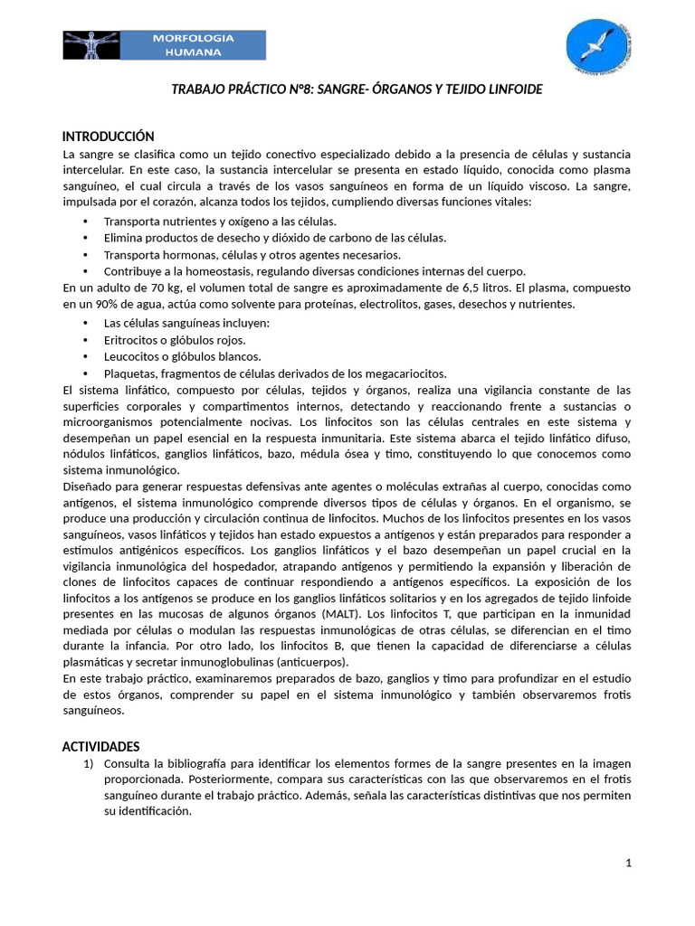 TP N 8 Sistema Linfoide Morfologia 2023 | PDF | Sangre | Ganglio linfático