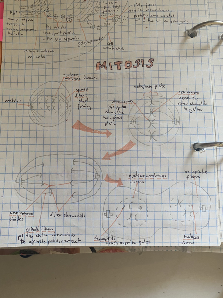 Mitosis Schema | PDF
