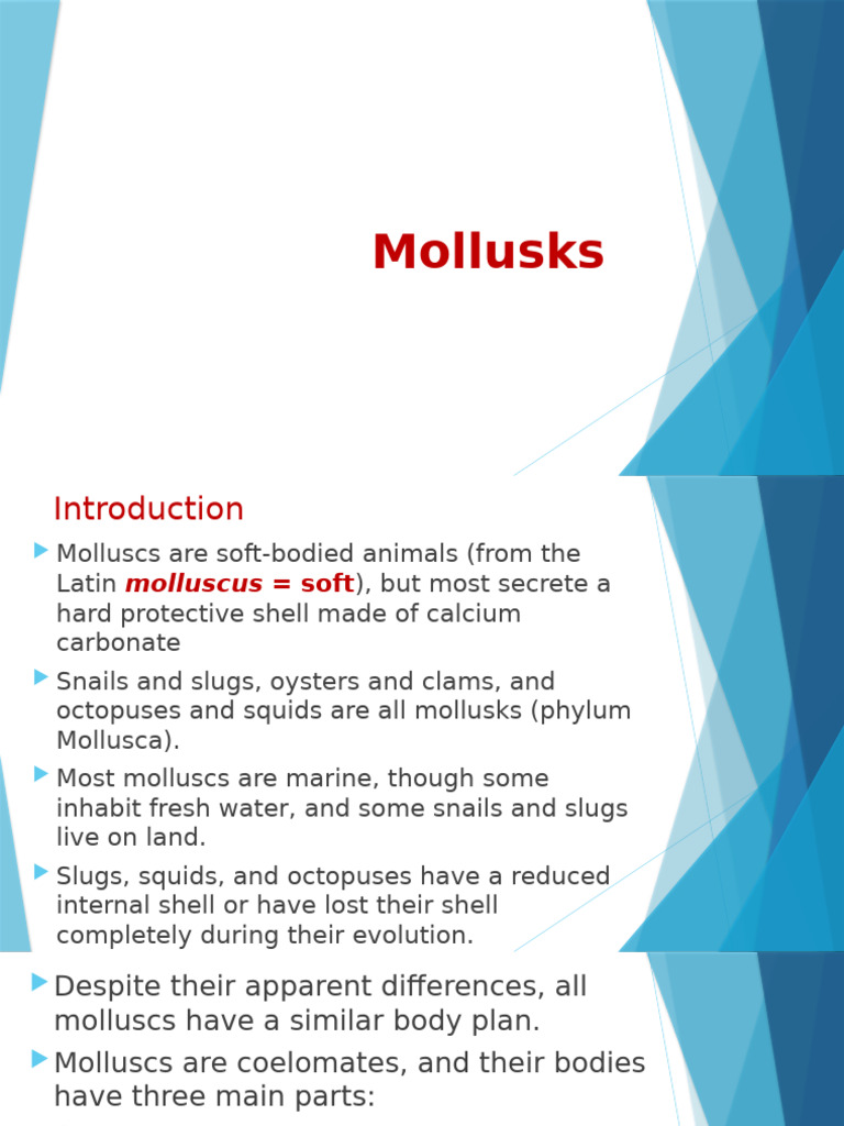 Overview of Mollusks and Their Classes | PDF | Mollusca | Bivalvia