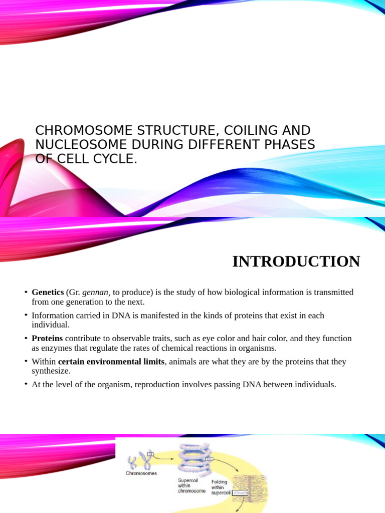 Chromosome Structure and Phases of Cell Cycle. | PDF | Meiosis | Mitosis