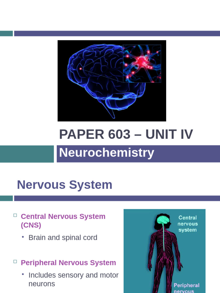 Neuro 1 | PDF | Central Nervous System | Brain