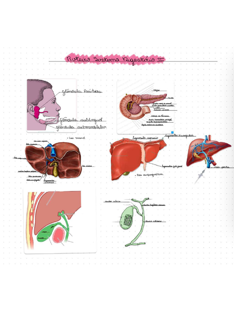 Sist. Digestório 2 | PDF
