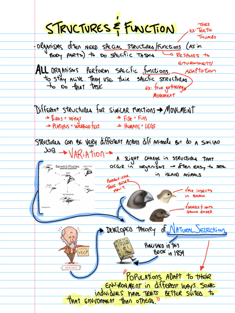 L2 Structures & Functions | PDF