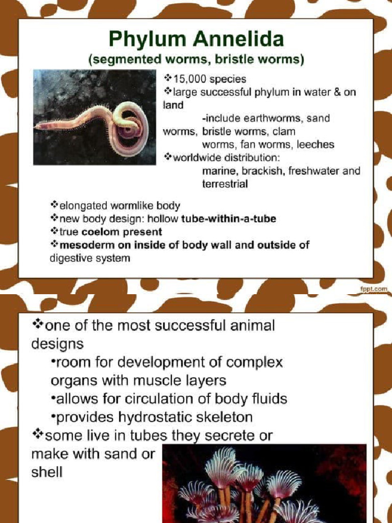 Phylum Annelida | PDF