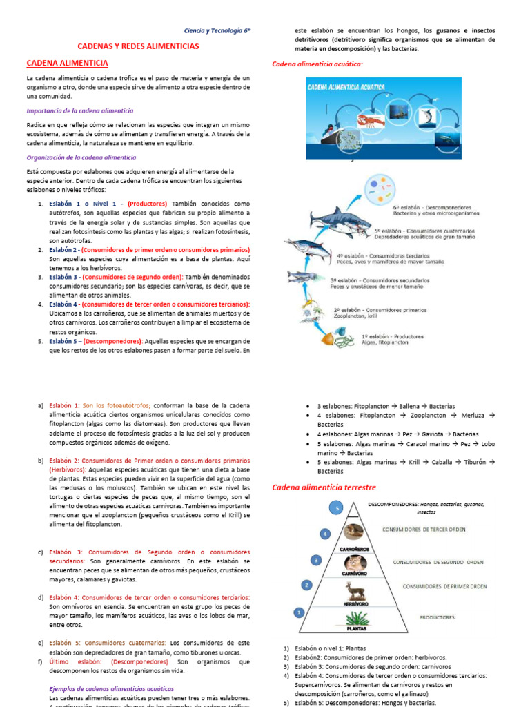 Cadenas y Redes Alimenticias PDF 6° | PDF | Red alimentaria | Ecología
