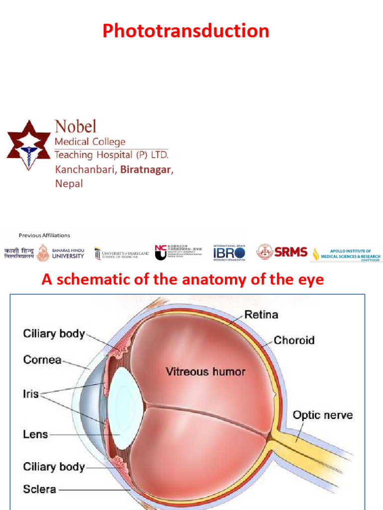 3-phototransduction | PDF | Retina | Visual System